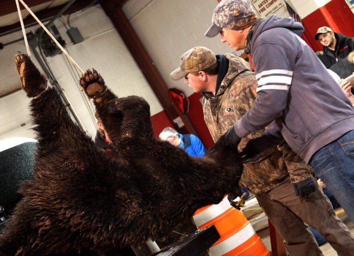 Wet weather keeps bear harvest down on opening day | News, Sports, Jobs ...